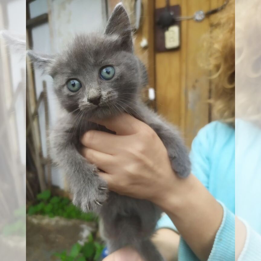 Котёнок в добрые руки