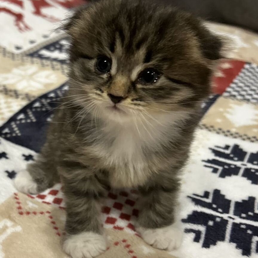 Шотландский вислоухий короткошёрстный котёнок