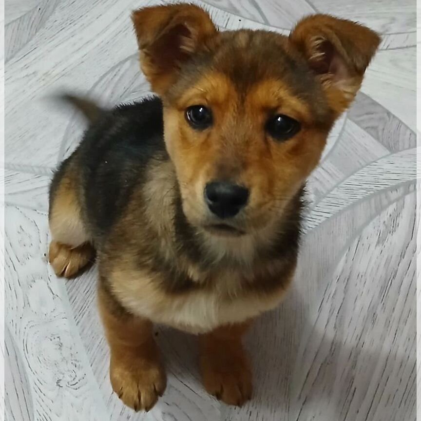 Щенок в добрые руки