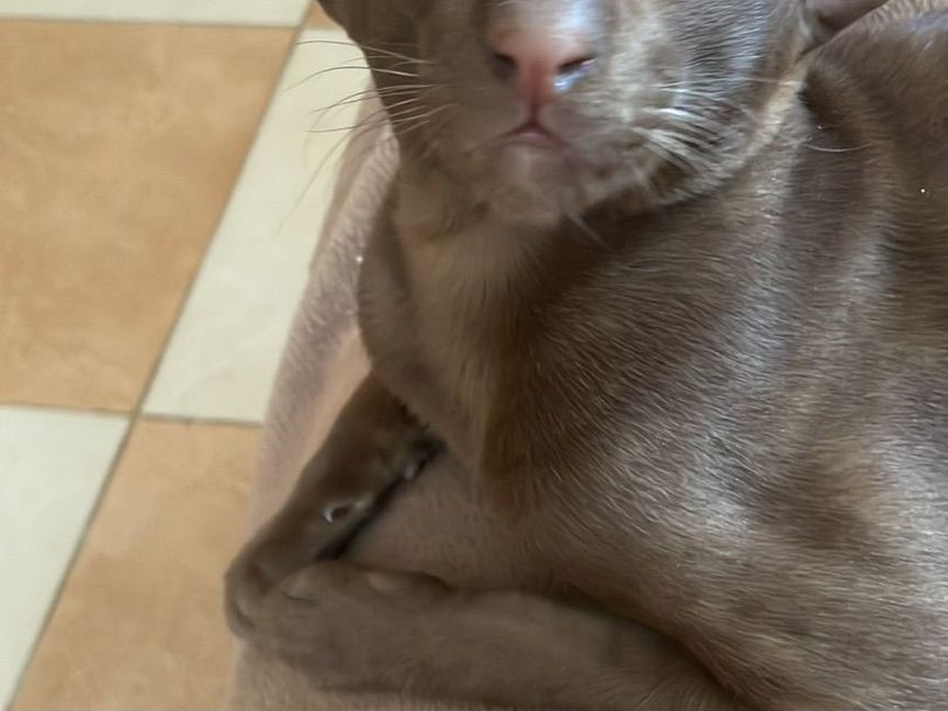 Ориентальный экстрем на вязку