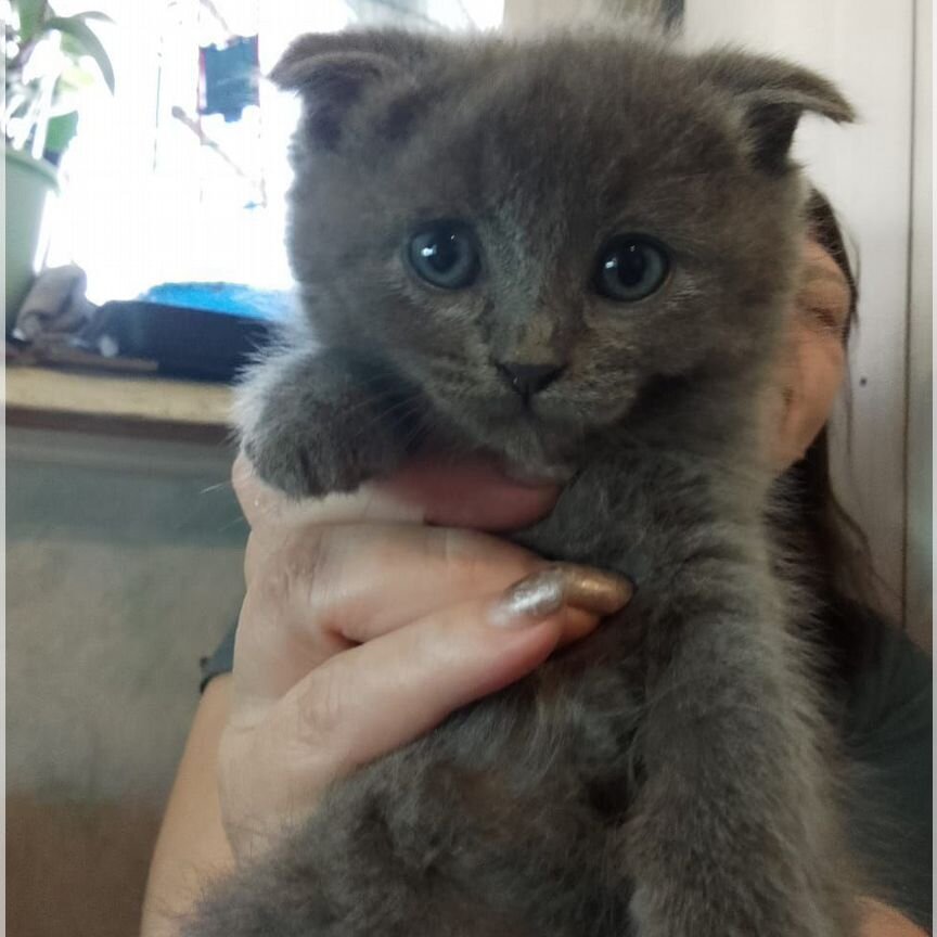 Британские вислоухие котята