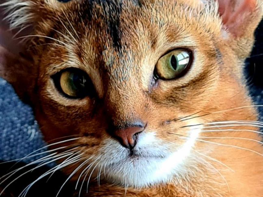 Абиссинская кошка
