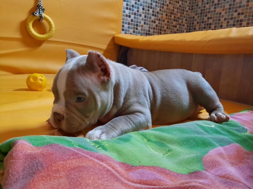 Щенки Американского булли