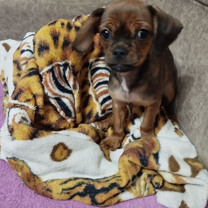 Чихуахуа, щенок