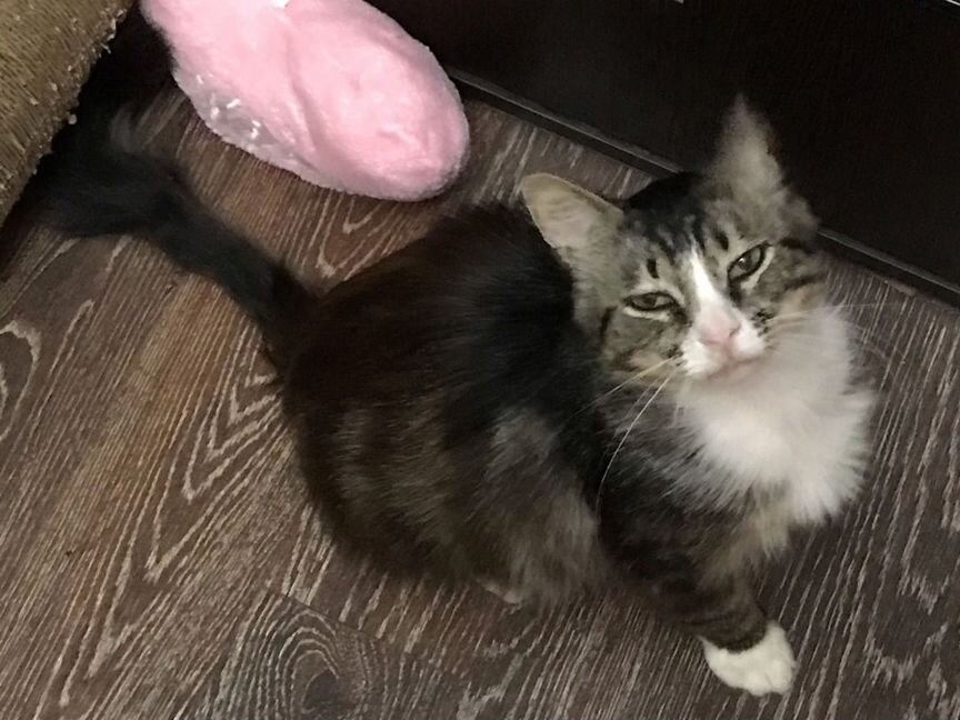 Котик