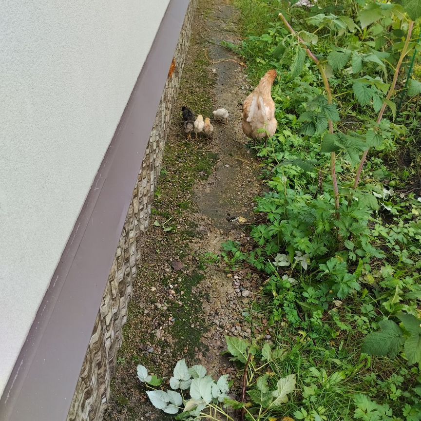 Курица с цыплятами 5 шт