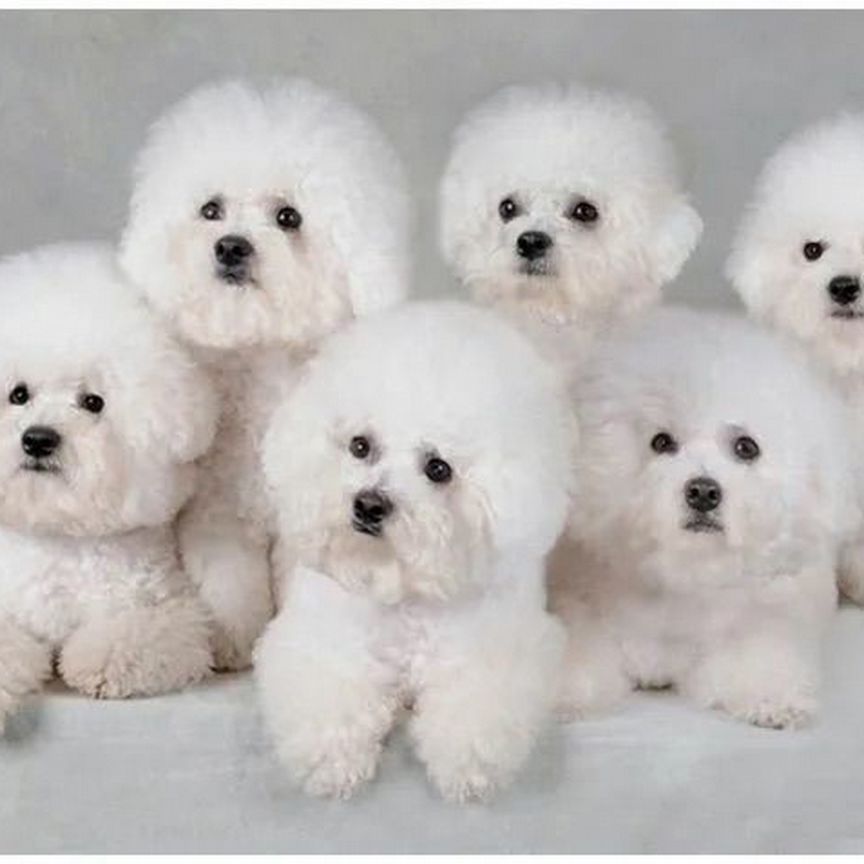 Щенки бишон фризе