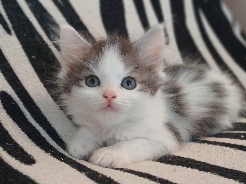 Чудесная красотулька ищет дом и добрую семью