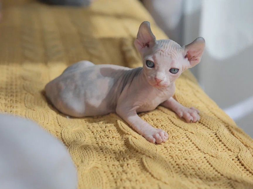 Канадский сфинкс эльф котенок