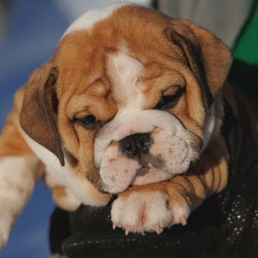 Английский бульдог, щенок