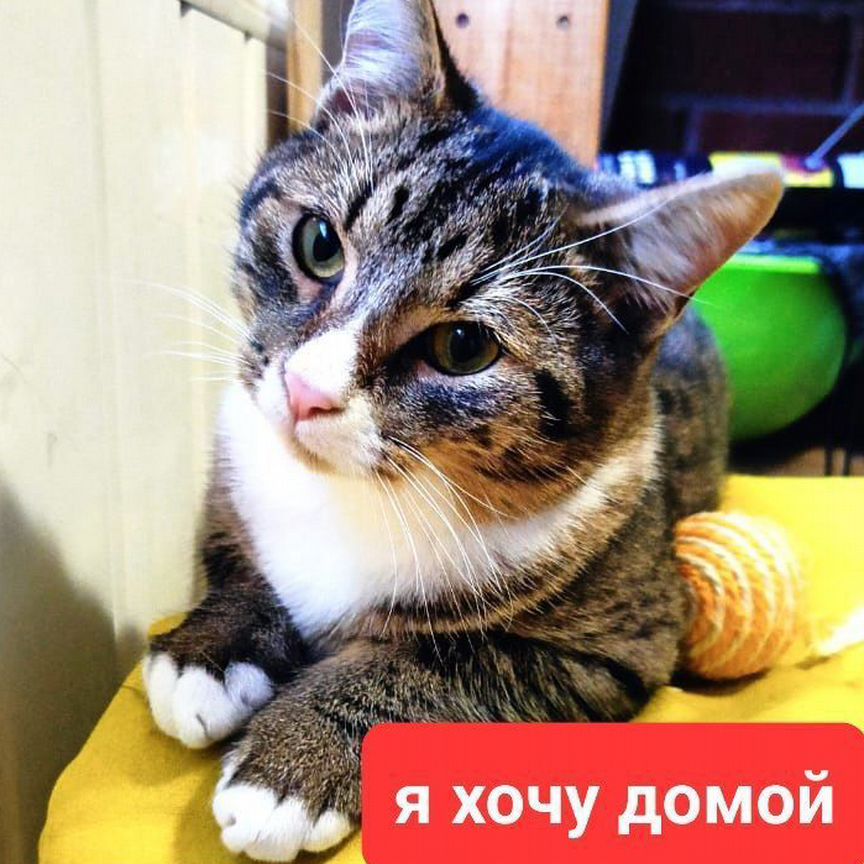 Котёнок в добрые руки