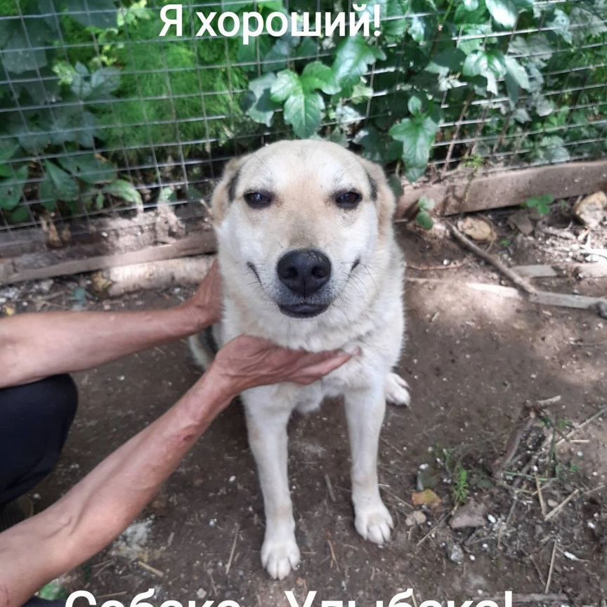 Домашний пëс в приюте