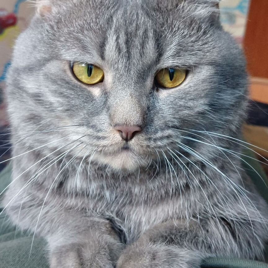 Шотландский котик