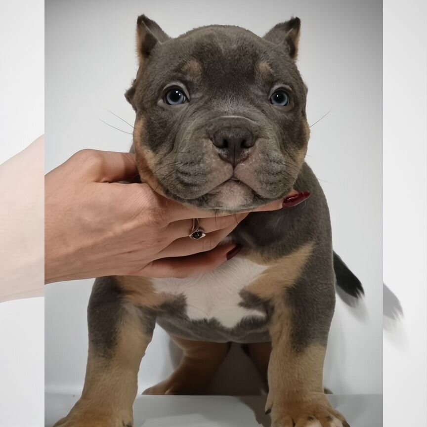 Американский булли, щенок