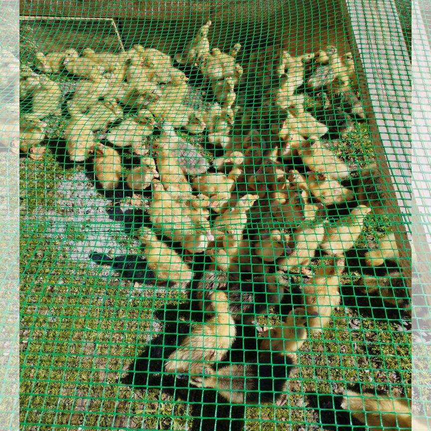 Домашняя птица