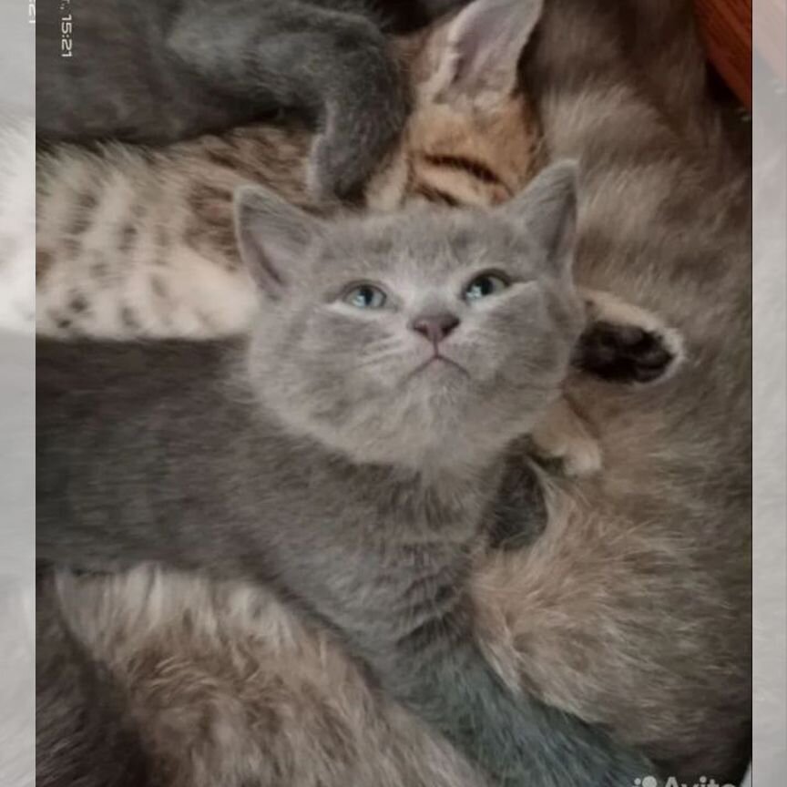 Котёнок в добрые руки