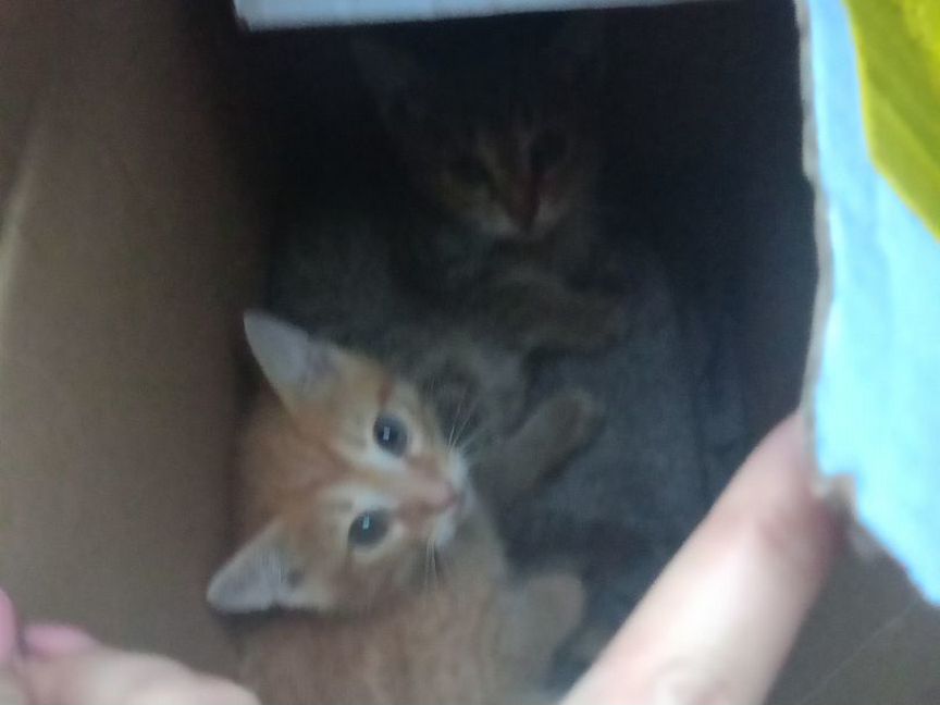 Котята