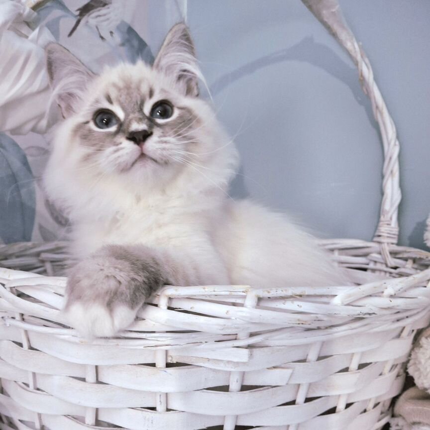 Продажа невский маскарадных котят с документами