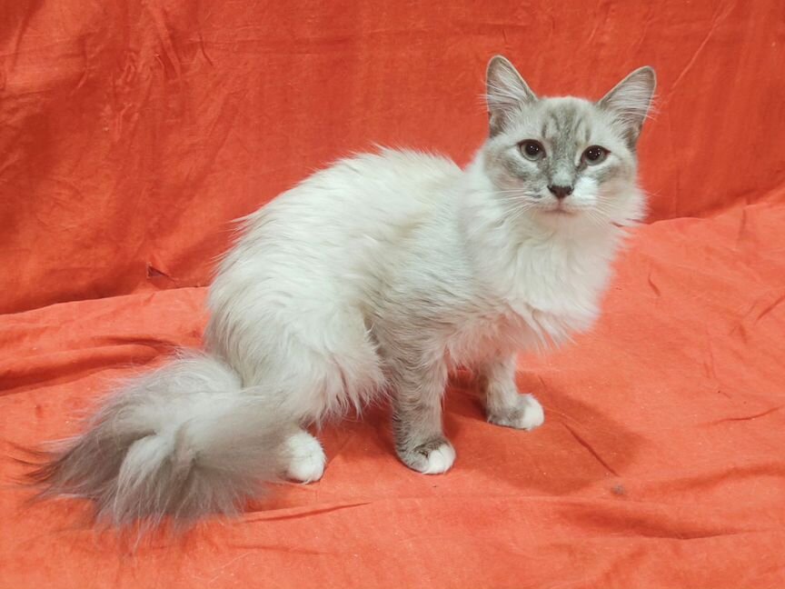 Шикарный Велес в добрые ручки