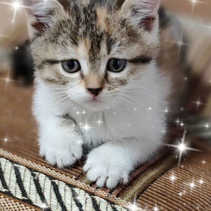 Котёнок красивый бесплатно