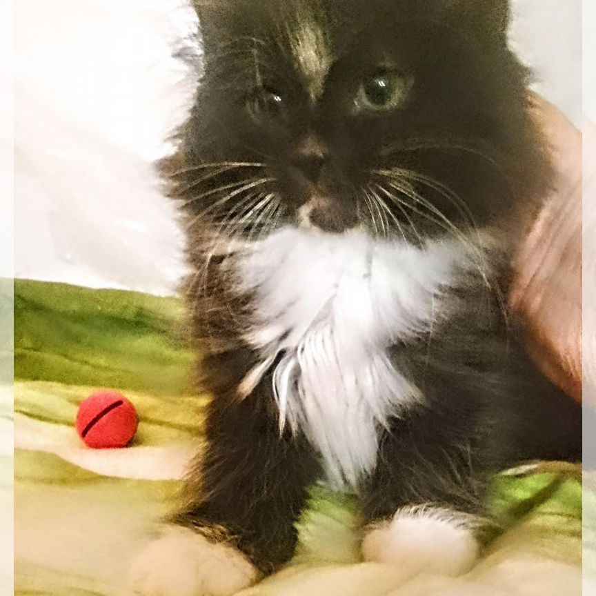 Сибирский котёнок