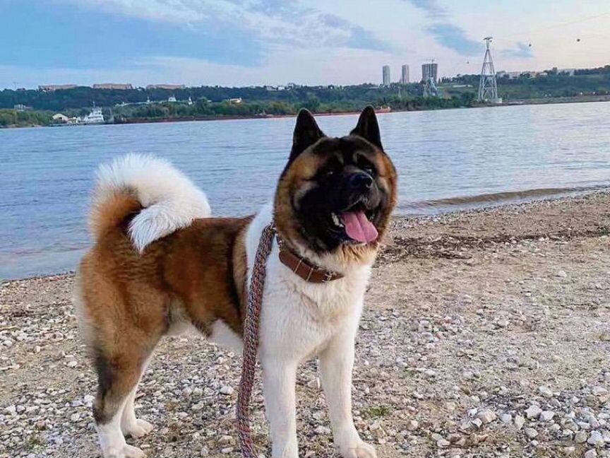 Вязка с американской акитой, кобель