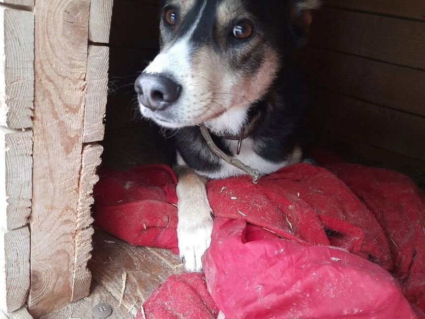 Чей потеряшка