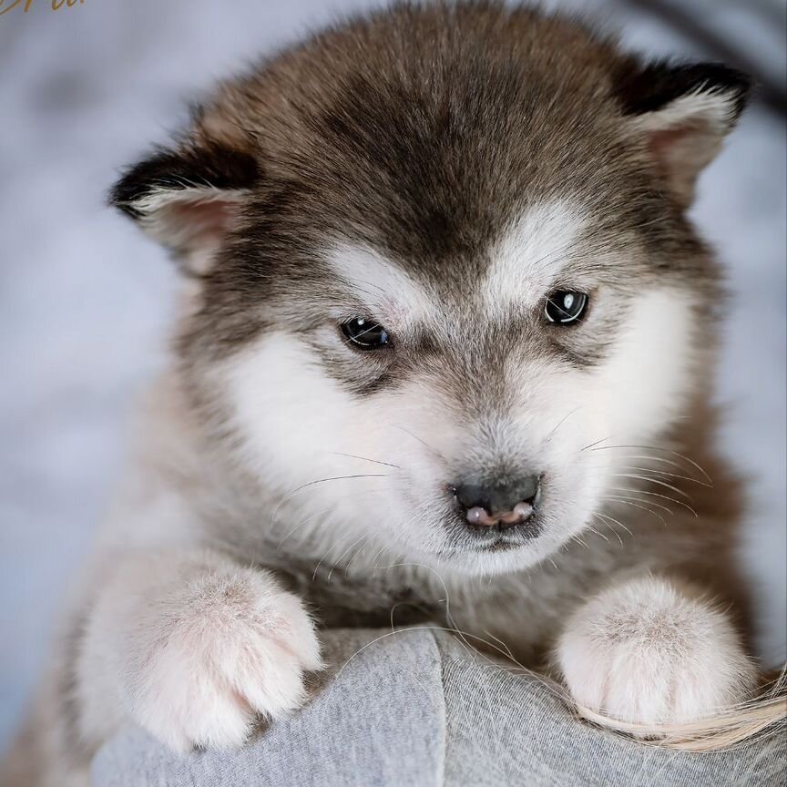 Аляскинский маламут