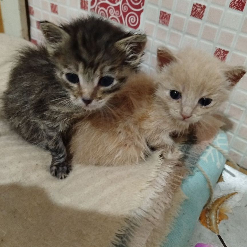 Отдам котят в добрые руки
