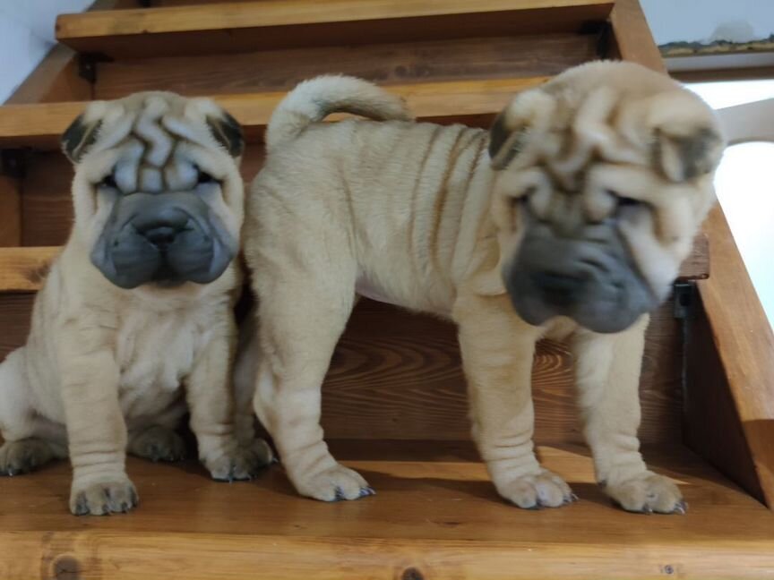 Щенки шарпей