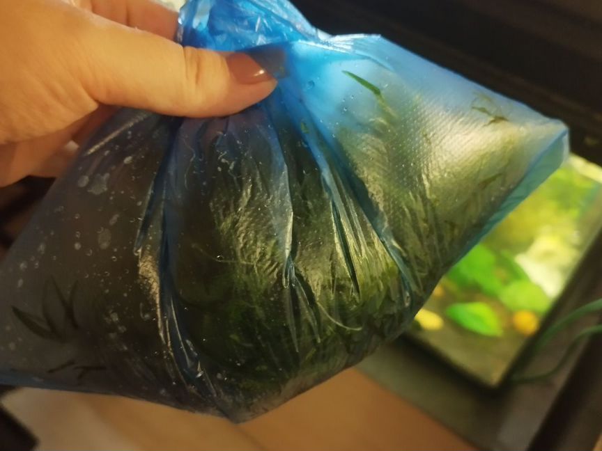 Роголистник в аквариум отдаю