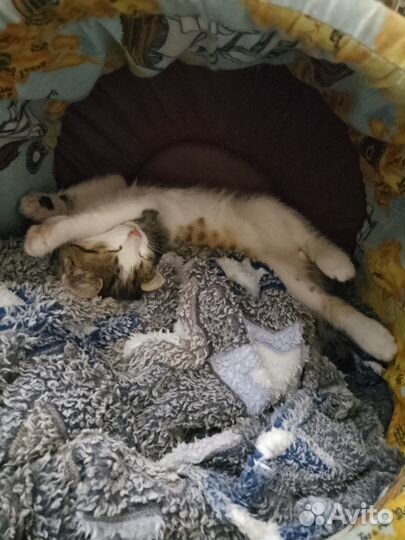 Котёнок кот в дар бесплатно отдам мышелов