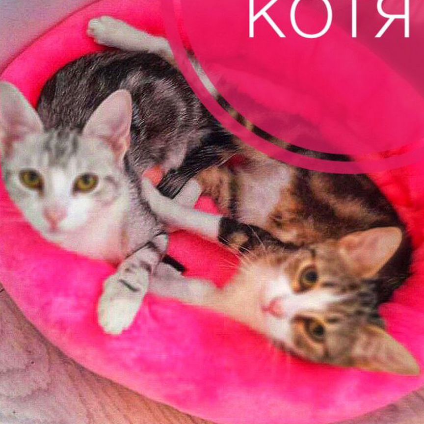 Котёнок в добрые руки