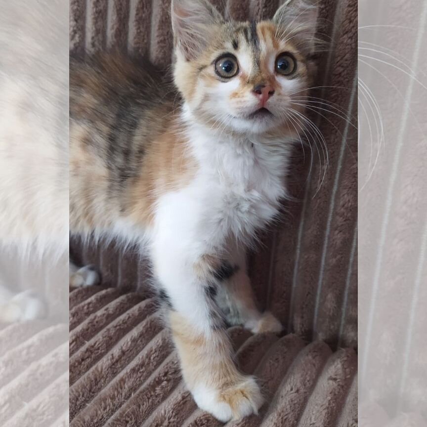 Трехцветный котенок девочка