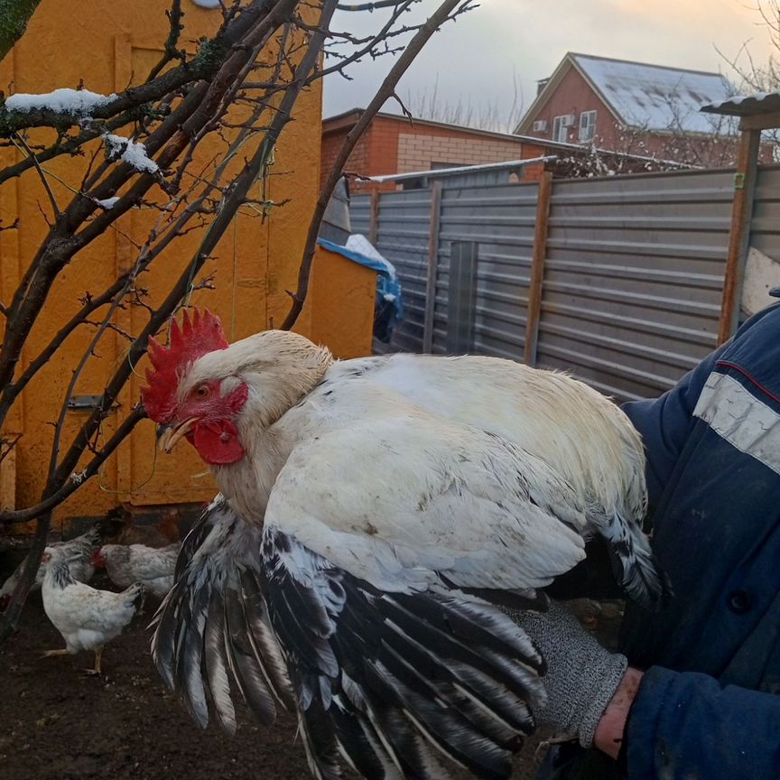 Петухи мясо яичной породы