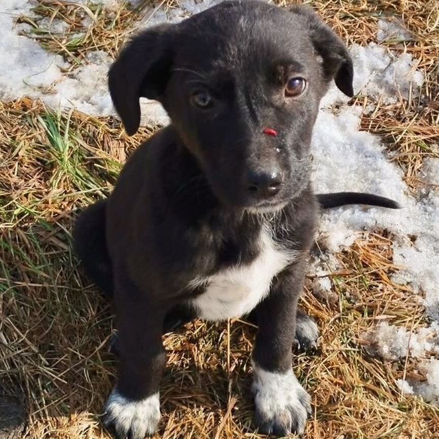 Кутенок метис овчарки