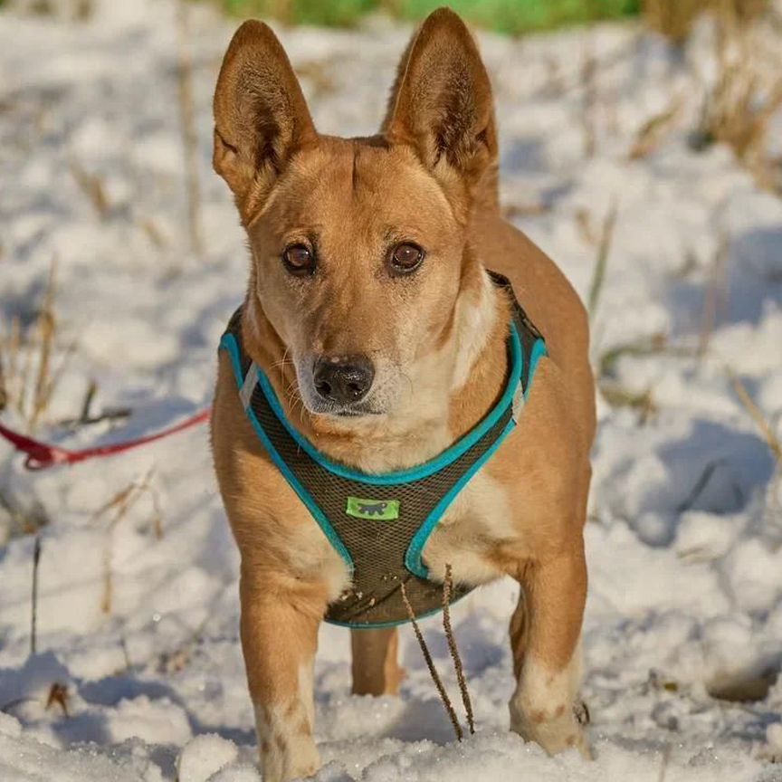 Взрослая собака в добрые руки