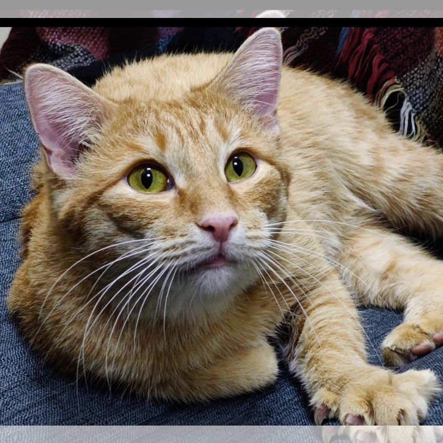 Взрослый кот в добрые руки