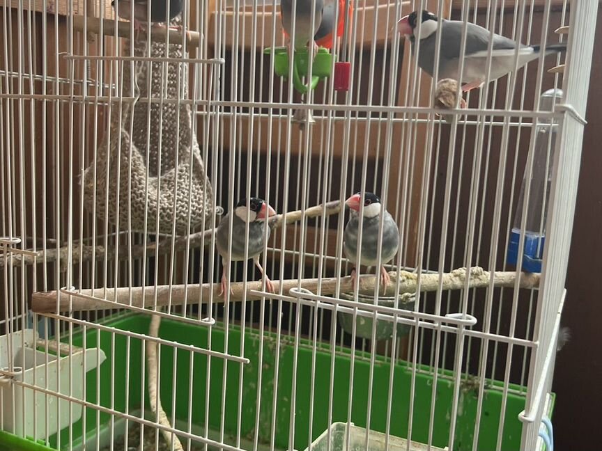 Амадины рисовки