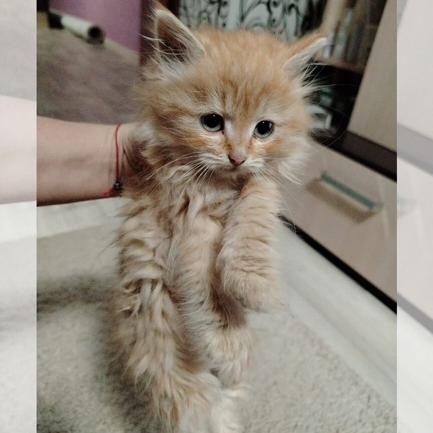 Котёнок в добрые руки