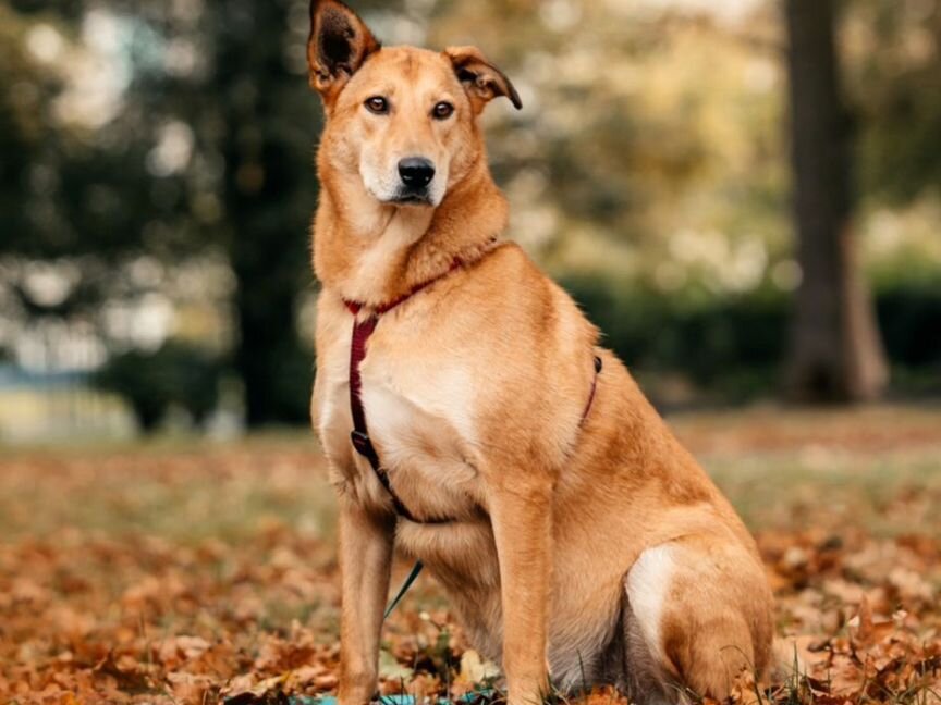 Собака в добрые руки