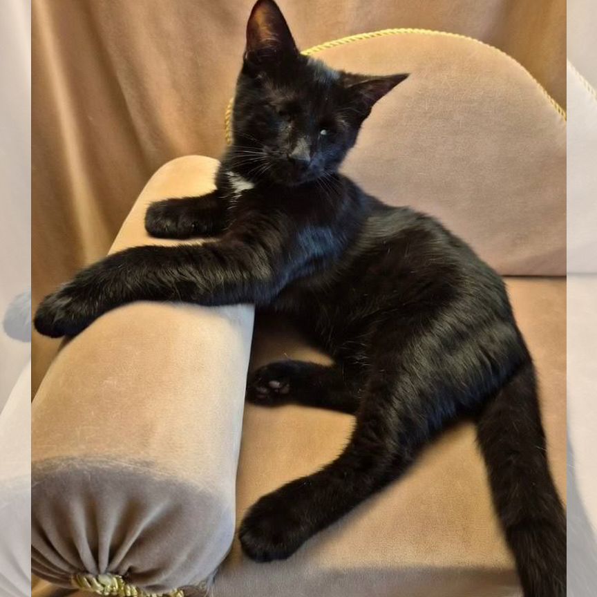 Котёнок в добрые руки