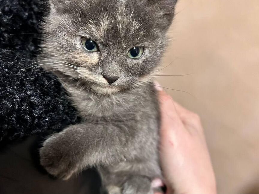 Котенок девочка красавица