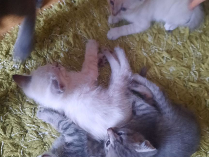 Котята в добрые руки