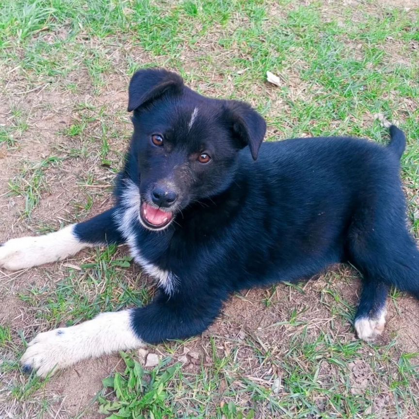 Щенок в добрые руки