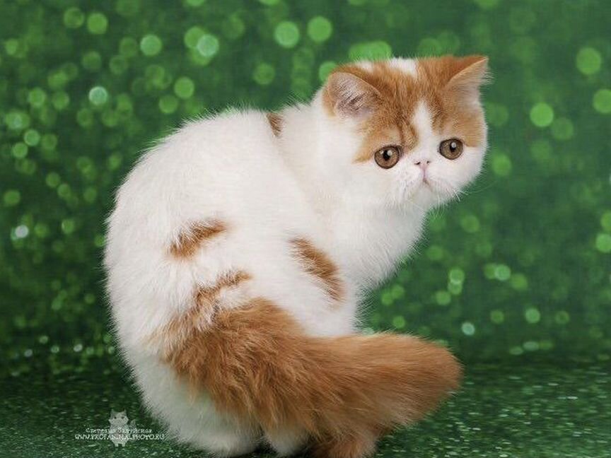 Экзотический кот