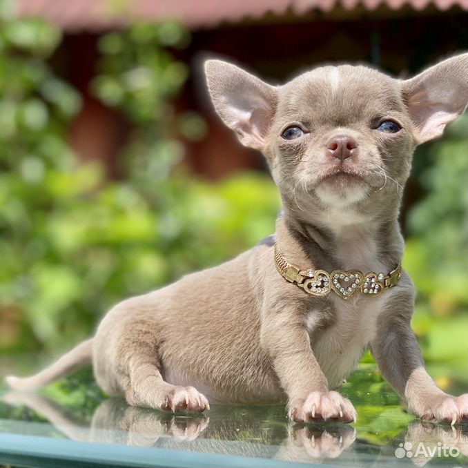 Чихуахуа мини мышонок