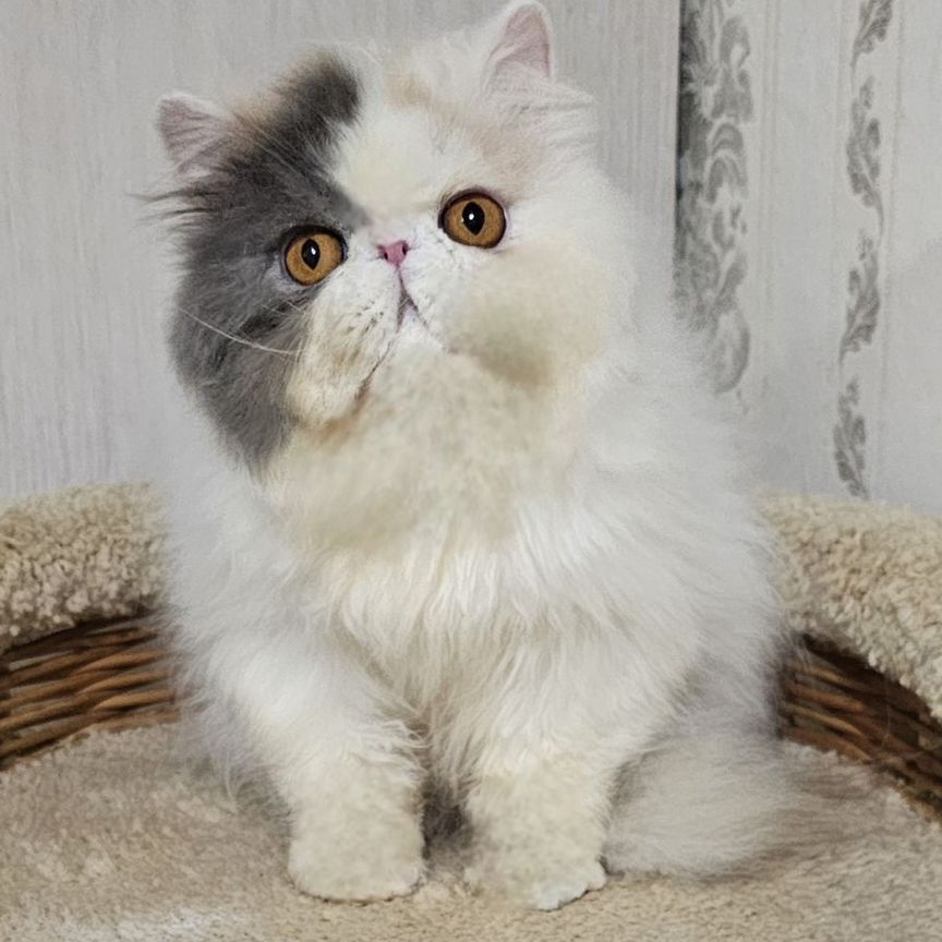 Персидский котенок в домашние любимцы