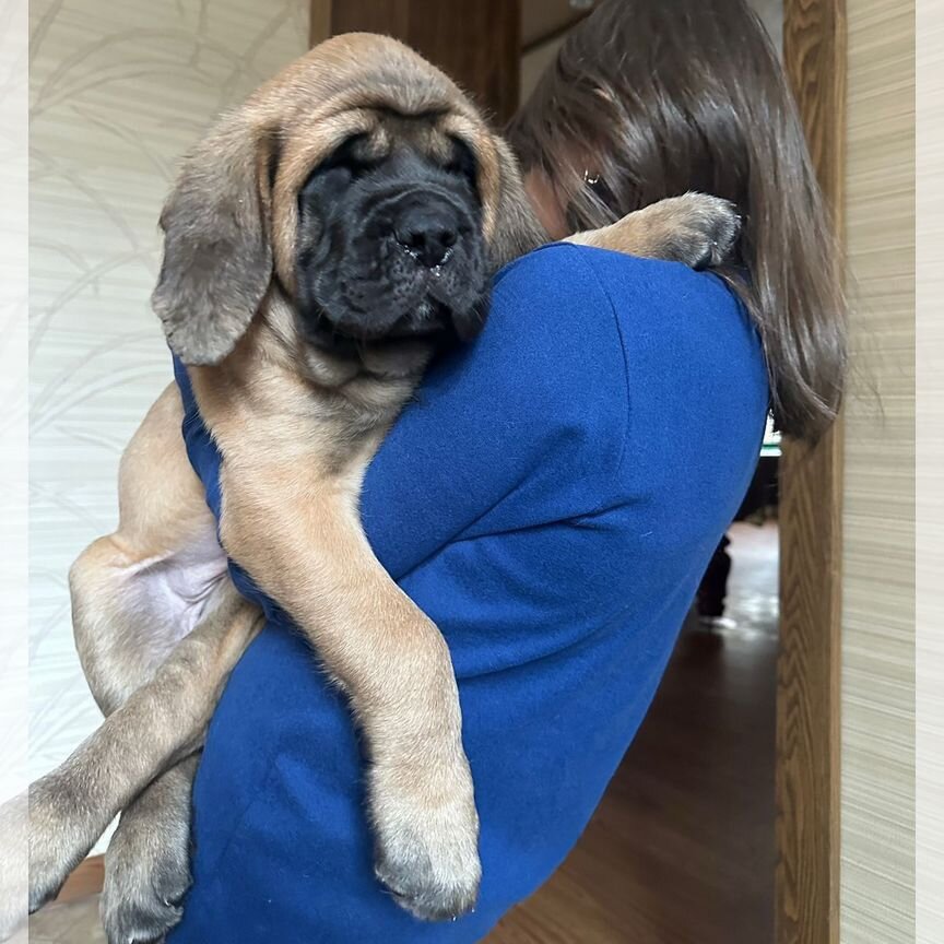 Щенок английского мастифа