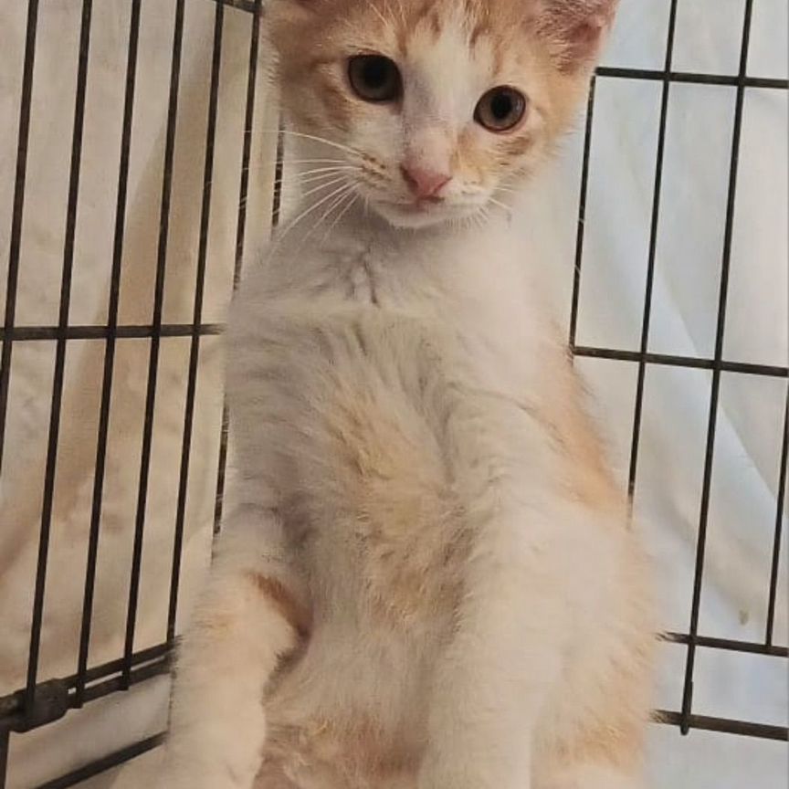 Котик Бориска не проходите мимо)в добрые руки